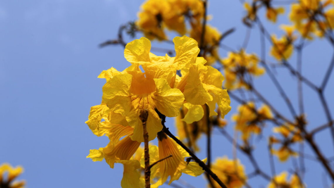 Como cultivar ipê em casa, um guia completo - Revista Ana Maria
