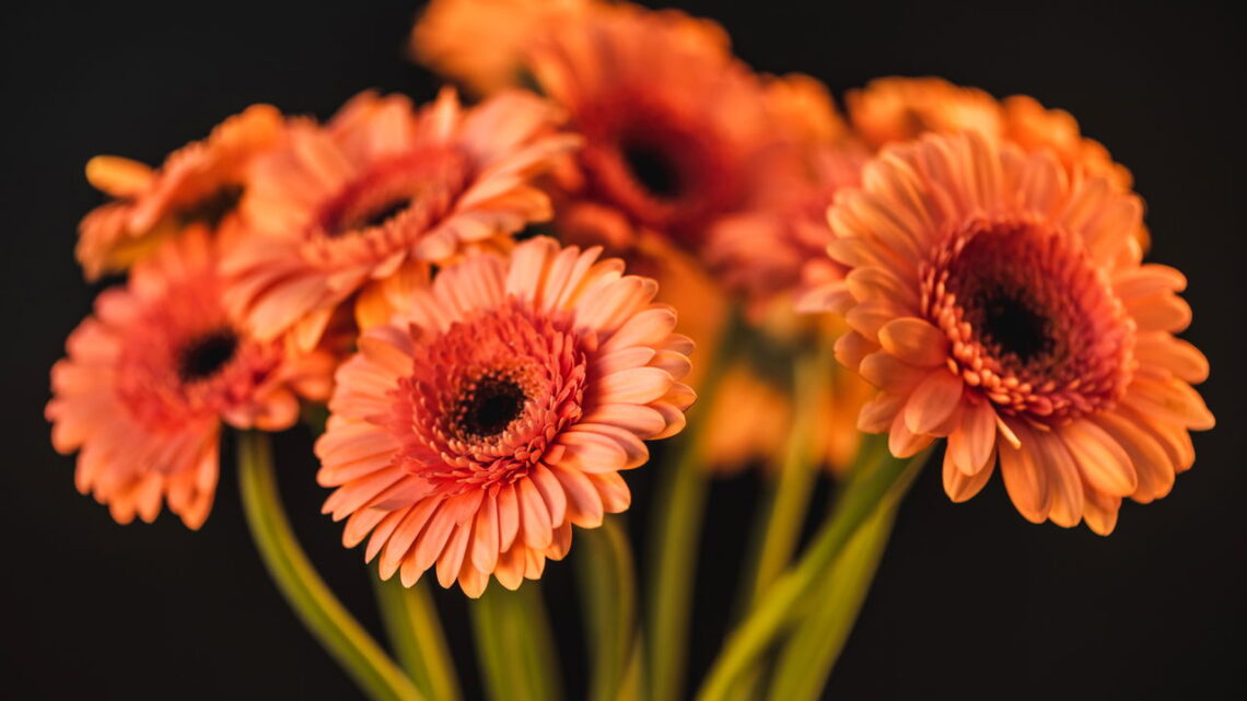 Como plantar gérberas, dicas para cuidar e decorar com elas - Revista ...