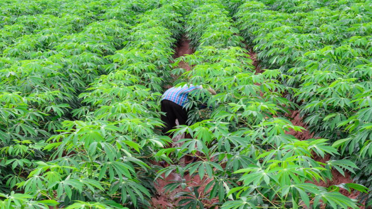 Saiba como plantar mandioca de forma eficiente e sustentável - Revista ...