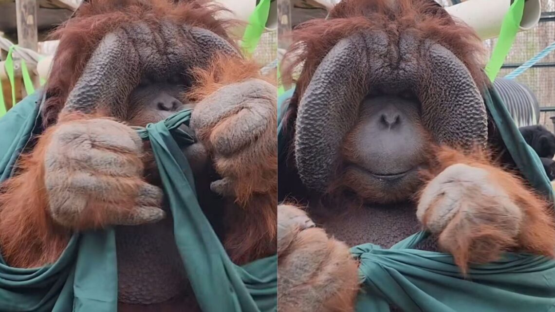 Macaco dá nó em lençol e surpreende web; veja vídeo