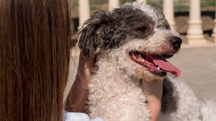 Dermatite atópica canina: entenda doença que afeta a pele dos cães ...