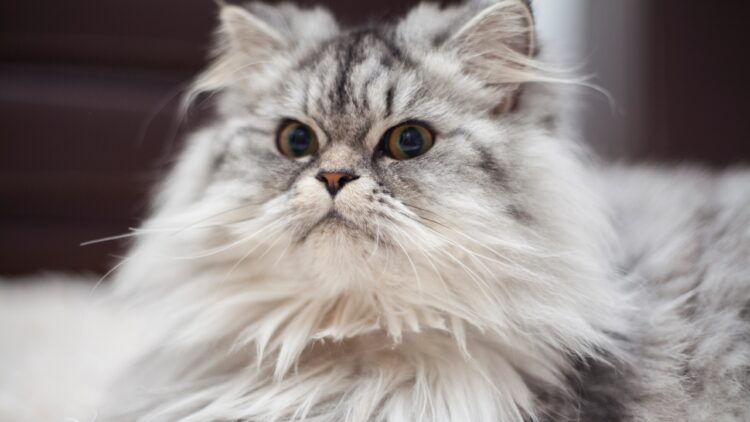 Maine coon: o gigante gentil com aparência impressionante - Revista Ana ...